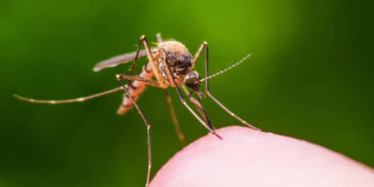 Liberation from the Parasite State | Mises Institute