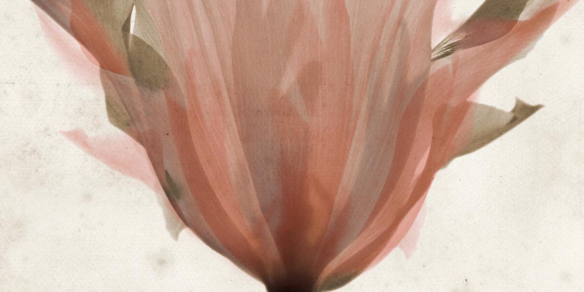 Early Speculative Bubbles and Increases in the Supply of Money | Mises ...