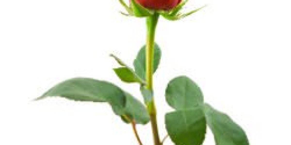 Is Humanitarian War the Exception? | Mises Institute