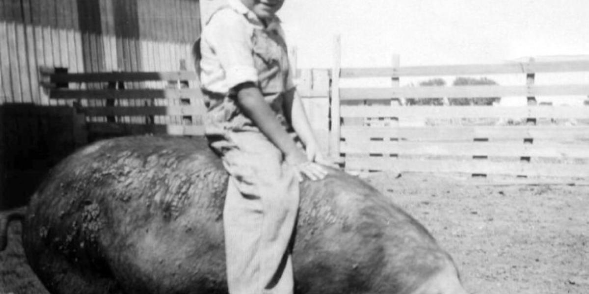 Hunger and War in WWI Germany: Remembering the Slaughter of Pigs ...