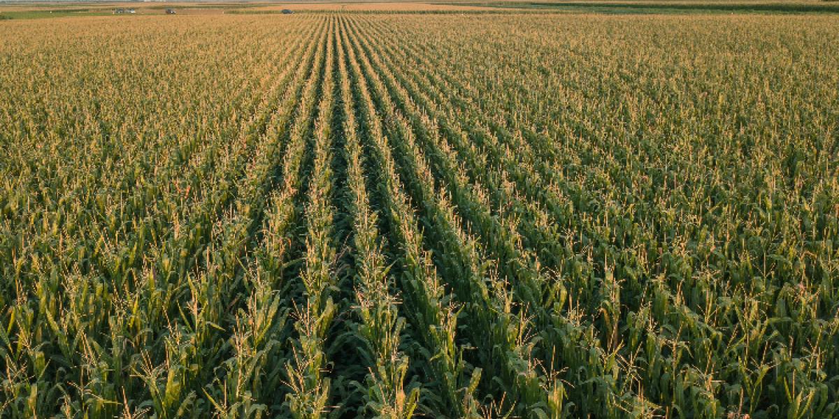 America's Corn Crop Comes from "Corny" Subsidies | Mises Institute