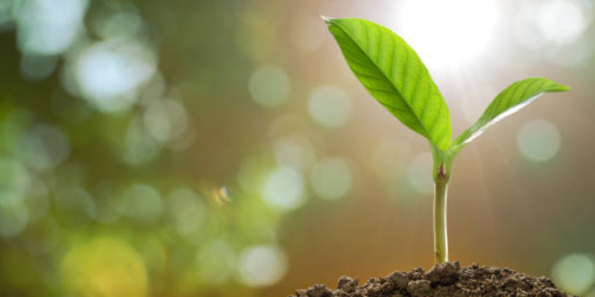 ¿Quién conserva nuestros recursos? | Mises Institute