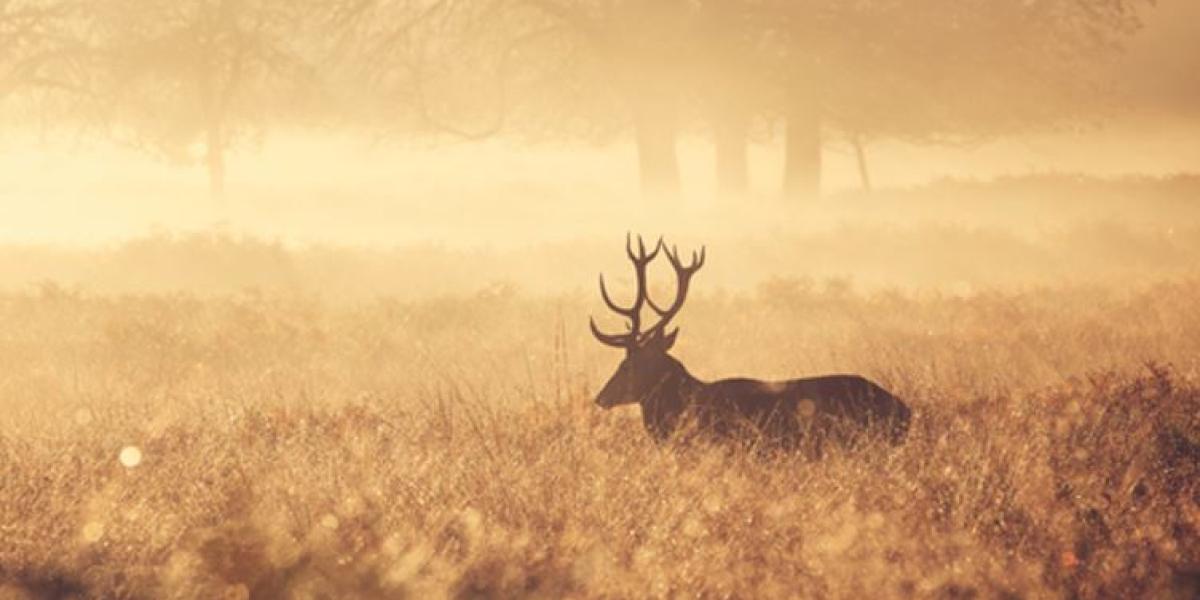 Native Americans Had a Lot More Private Property than You Think | Mises ...