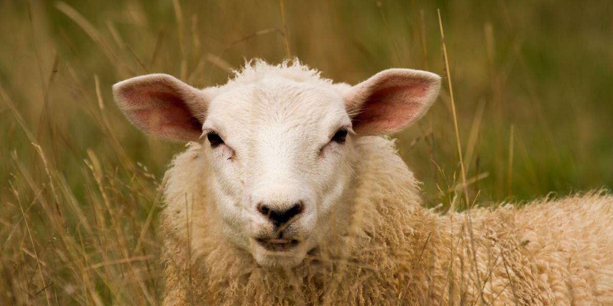 Mad Government Disease | Mises Institute