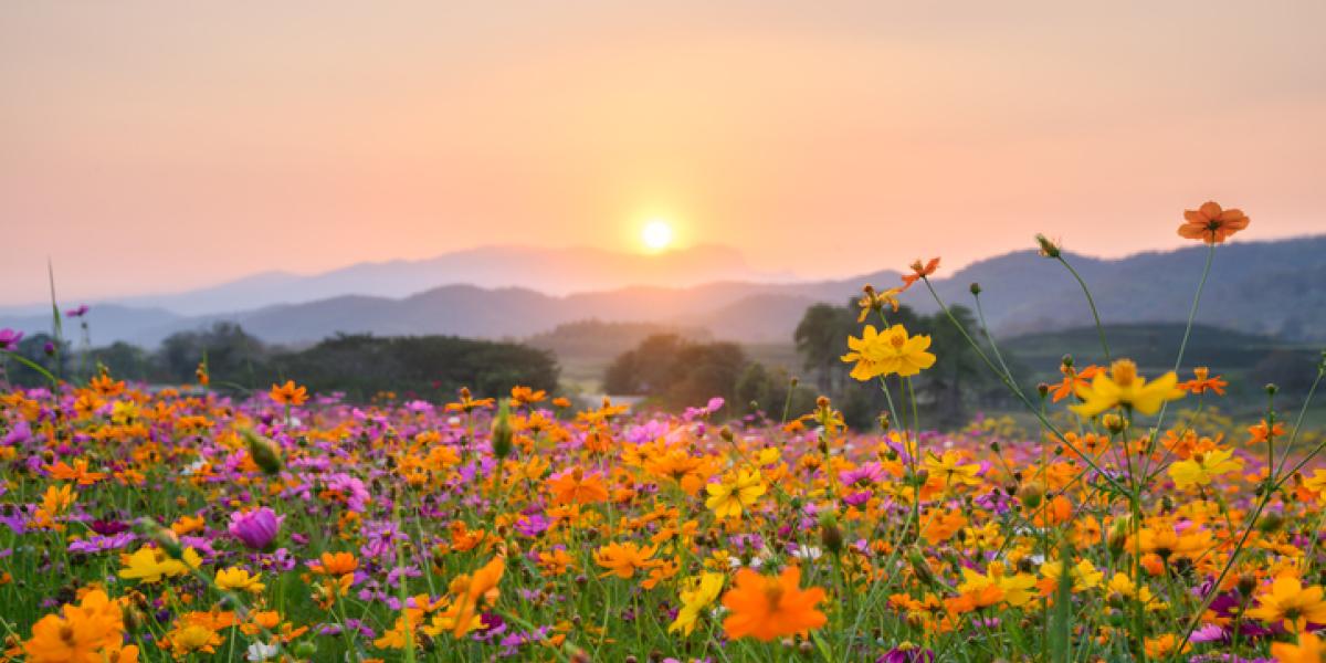 In Search of Utopia | Mises Institute